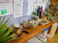 Child Care Waitara - Explore & Develop