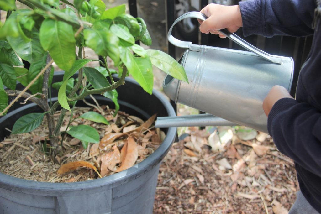 Child Care Narraweena - Explore & Develop